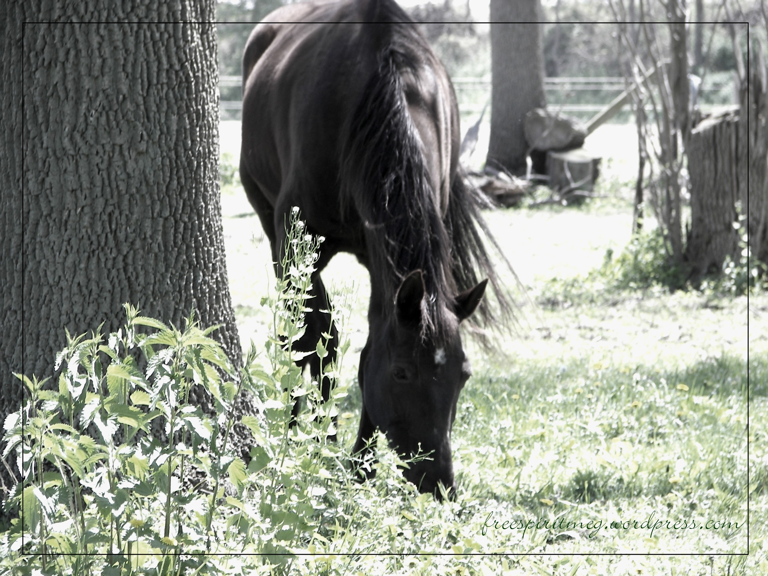 Albion: The Wisdom of a Horse – Free Spirit Meg