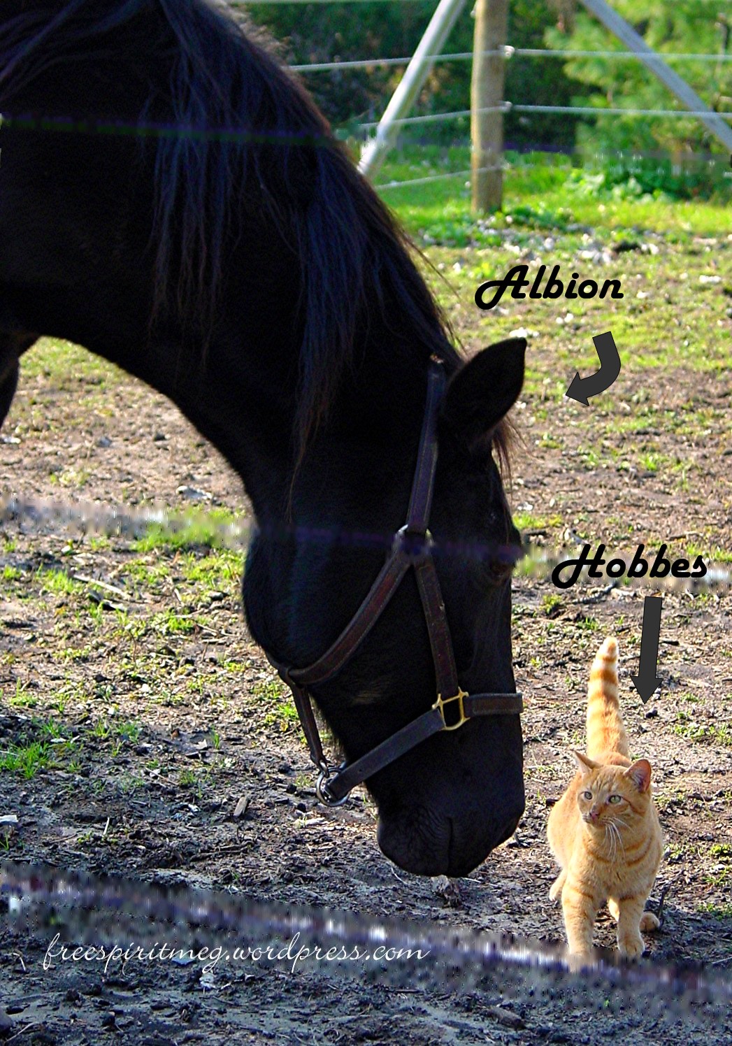 Albion: The Wisdom of a Horse – Free Spirit Meg