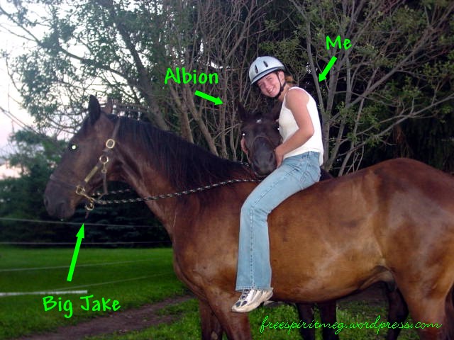 Albion: The Wisdom of a Horse – Free Spirit Meg