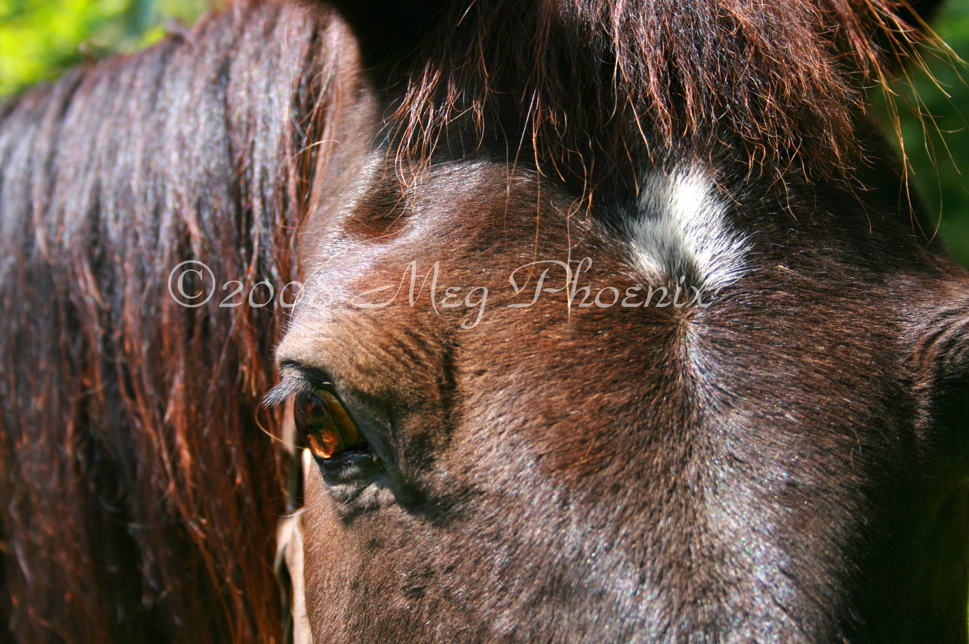 Albion: The Wisdom of a Horse – Free Spirit Meg